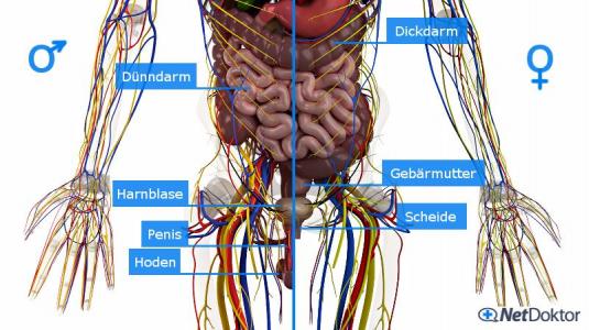 Unterleibsschmerzen - Ursachen und Tipps - NetDoktor.de